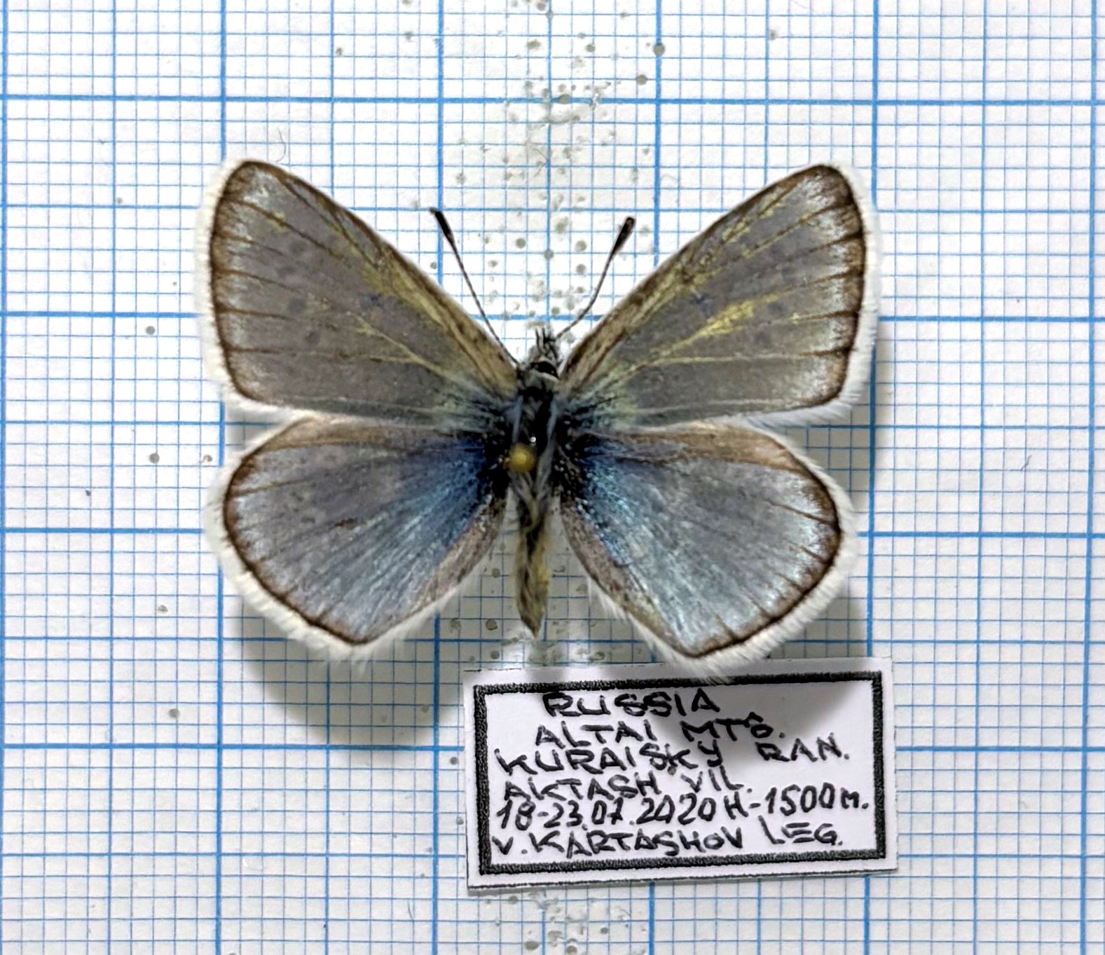 Polyommatus amandus, 2 Males, Altai — InsectPlace